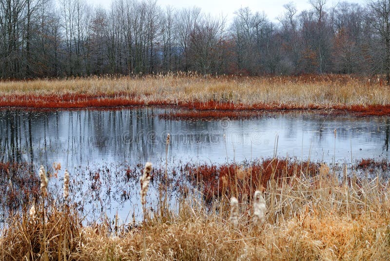 Great swamp stock photo. Image of meadow, landscape, plain - 7258960
