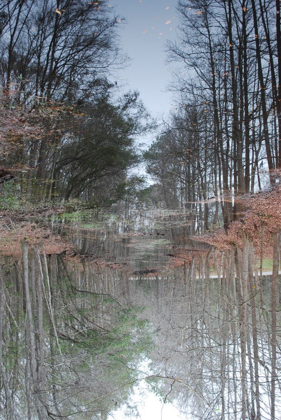 Great Swamp Sanctuary stock photo. Image of sanctuary - 9437500