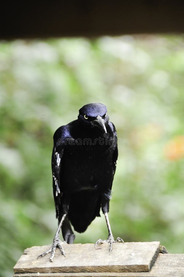 Great tailed grackle stock photo. Image of texas, great - 16415432