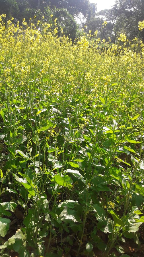 The Great Things Nature Photo Album Stock Image - Image of nature ...