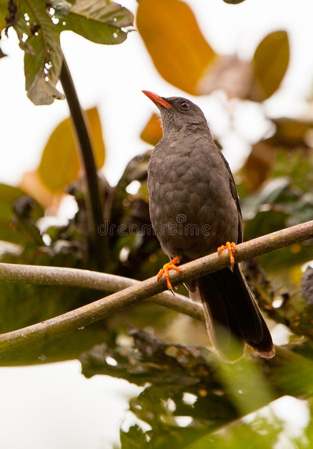Great Thrush stock image. Image of birds, branch, colours - 25853609
