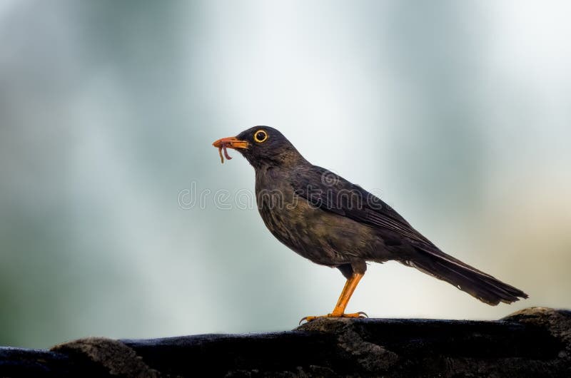 Great Thrush stock image. Image of bird, spring, flycatcher - 240498483