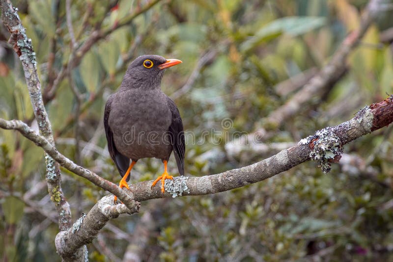 Great Thrush Turdus Fuscater Perched Calmly on a Tree Branch while ...