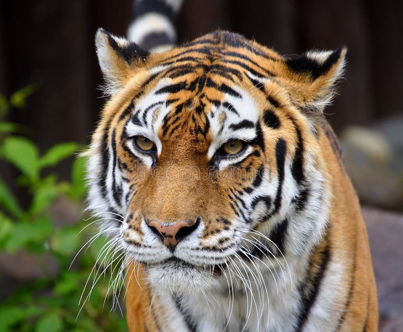 49+ Great tiger Free Stock Photos - StockFreeImages