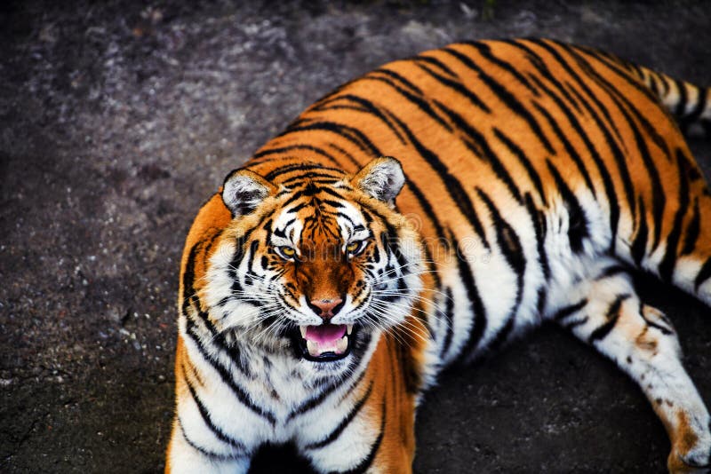 Great tiger male stock photo. Image of portrait, white - 148359898