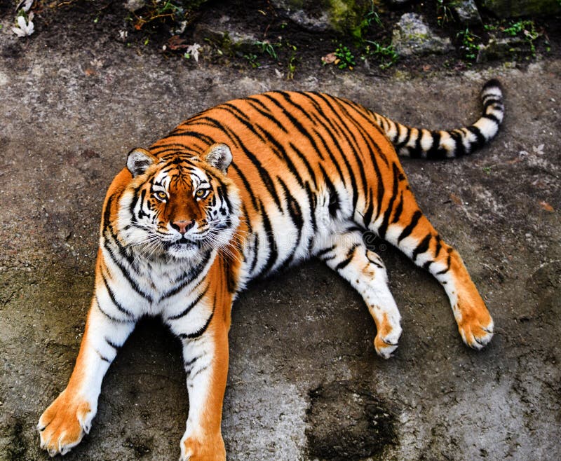 Great Tiger Male on the Snow Stock Photo - Image of carnivore, wild ...