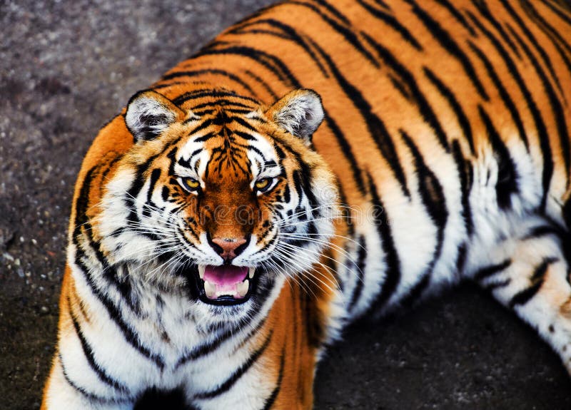 Great tiger male stock photo. Image of nature, great - 148367822