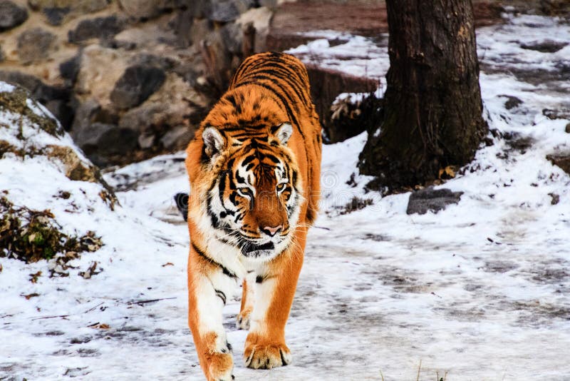 Great Tiger Male on the Snow Stock Photo - Image of carnivore, wild ...