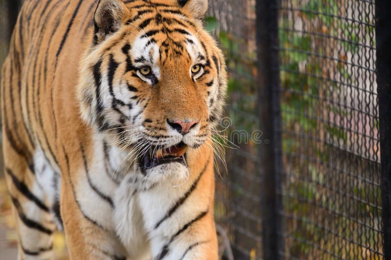Great Tiger Male in the Zoo Stock Image - Image of panthera, head ...