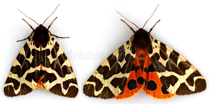 Great Tiger Moth stock photo. Image of horizontal, black - 97971790