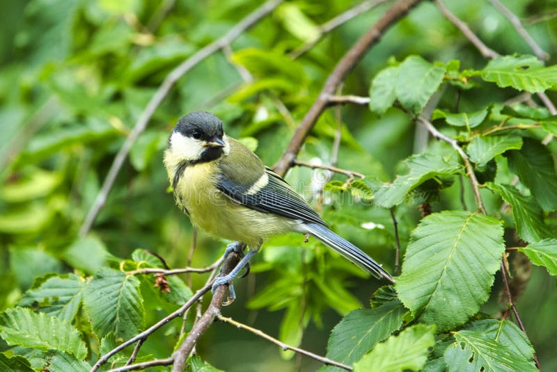 Great Tilt in the wild stock photo. Image of colorful - 174204038