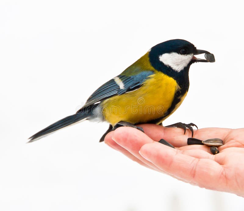 Tomtit Bird Isolated on White Stock Photo - Image of copyspace, little ...