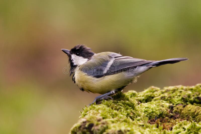 Great Tit stock image. Image of wildlife, great, finch - 7597891