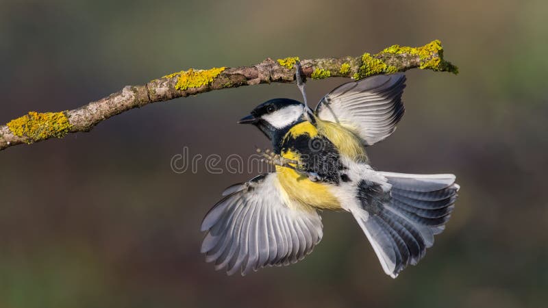 Great Tit is acrobat stock image. Image of wildlife - 133869357