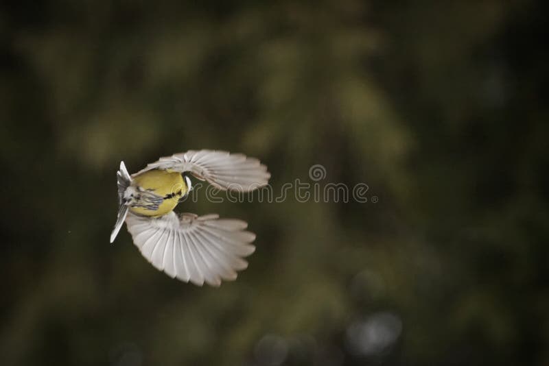 Great tit bird flying stock image. Image of alone, flying - 50718385