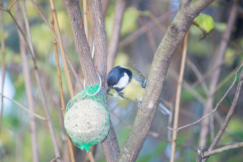 Bird Lard Ball Stock Photos - Free & Royalty-Free Stock Photos from ...