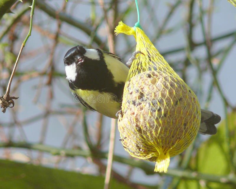Great tit at fat ball stock image. Image of time, birdseed - 4350525
