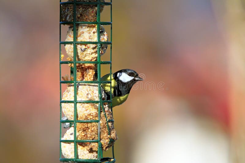 Great tit on a fat feeder stock image. Image of garden - 36236499