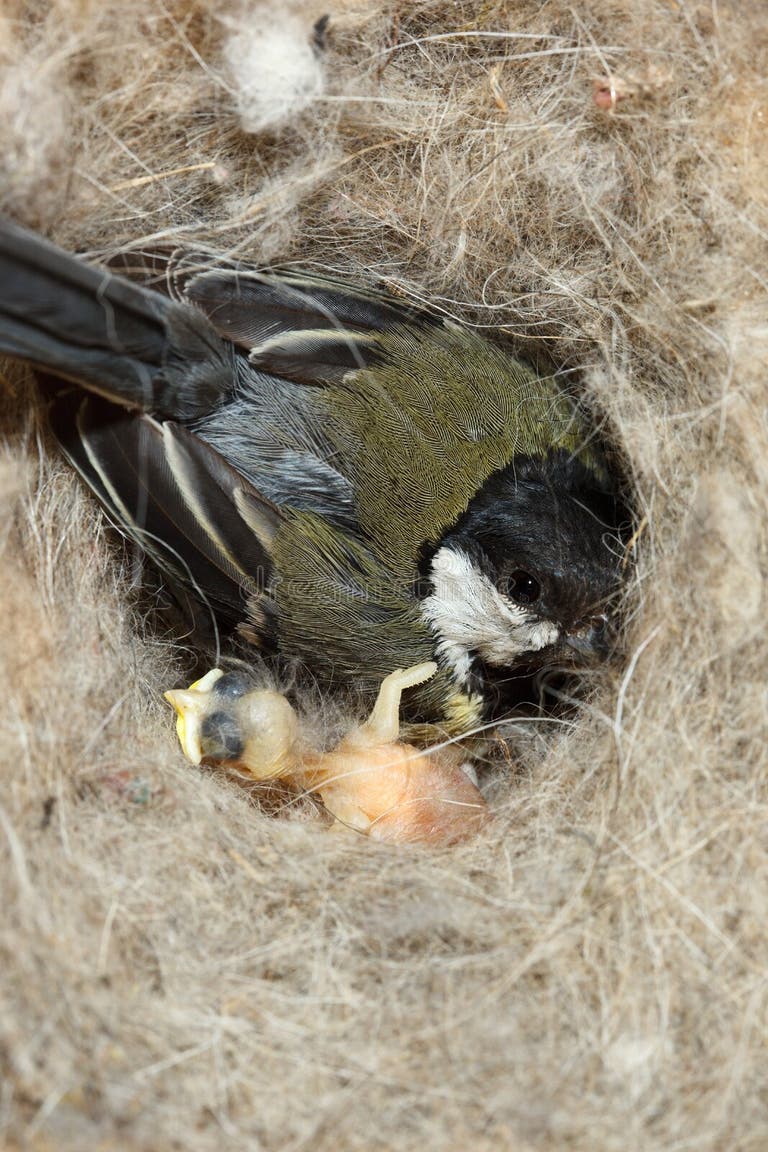 786 Baby Tit Stock Photos - Free & Royalty-Free Stock Photos from ...