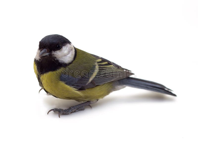 Great Tit Parus Major Male Closeup Portrait Stock Photo - Image of ...