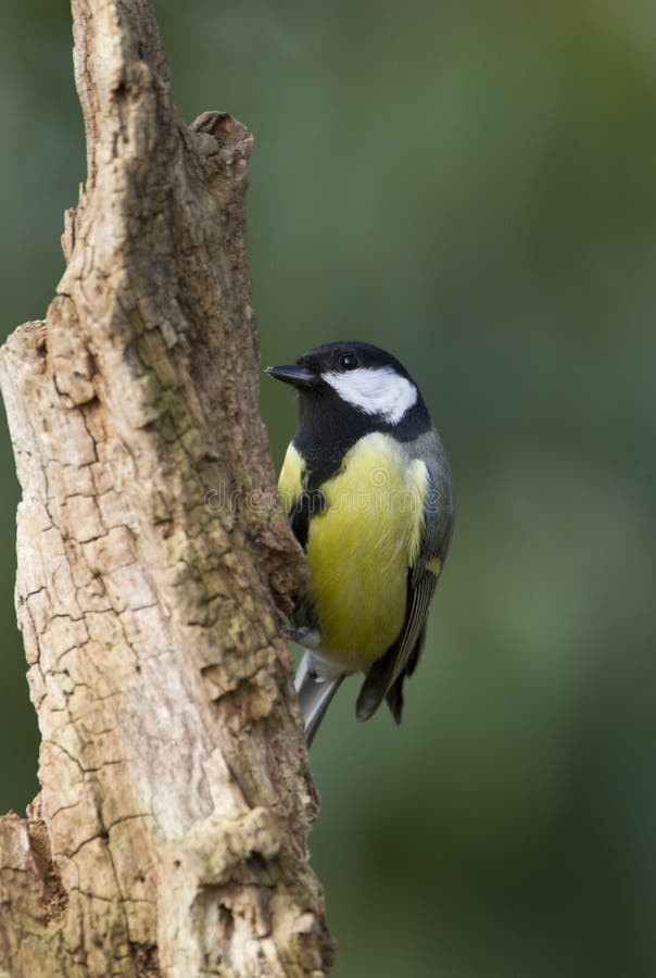 Great Tit Parus major stock image. Image of colors, feathers - 24243161