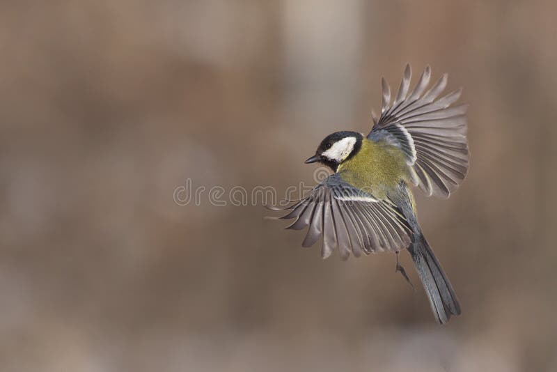 Great tit Parus Major stock photo. Image of feather, garden - 25977066