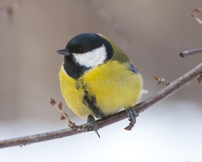 Great Tit (Parus major) stock photo. Image of cold, bird - 37480392