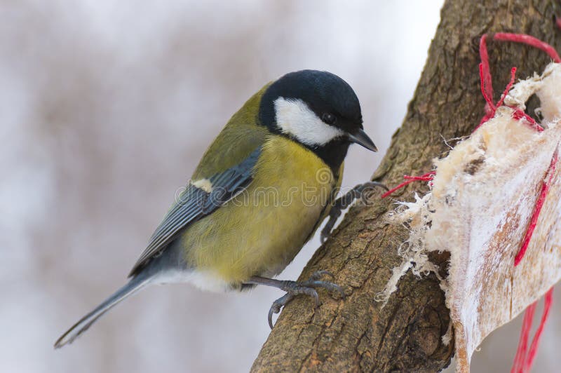 Great Tit (Parus major) stock photo. Image of winter - 37480522