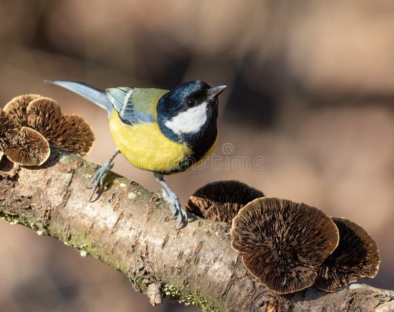 Great Tit, Parus Major. a Bird Sits on a Branch with Mushrooms on it ...