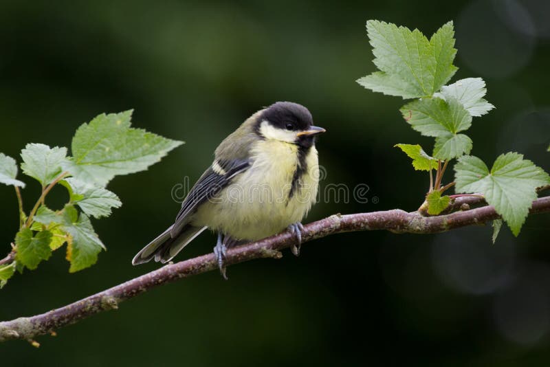 Great Tit Parus Major stock image. Image of feathers - 73700953