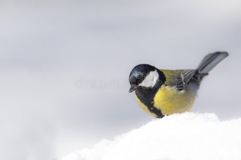 A Cute Tit Photographed during Winter. Nature Background. Bird: Great ...