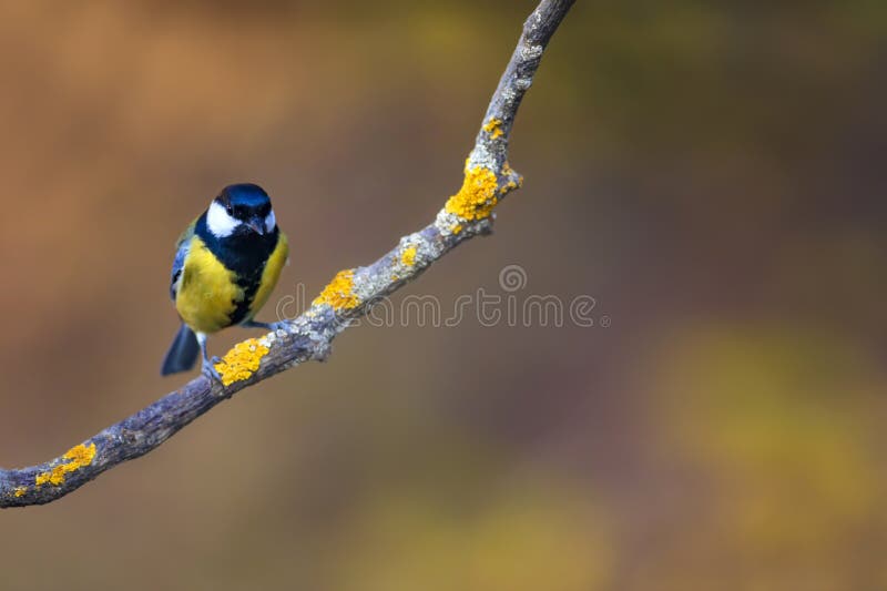 A Lovely Titmouse. Nature Background. Great Tit. Parus Major. Stock ...