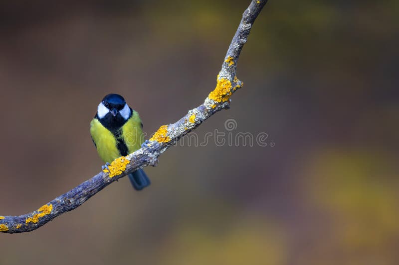 A Lovely Titmouse. Nature Background. Great Tit. Parus Major. Stock ...