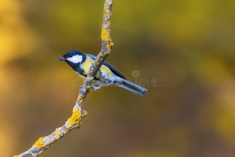 A Lovely Titmouse. Nature Background. Great Tit. Parus Major. Stock ...