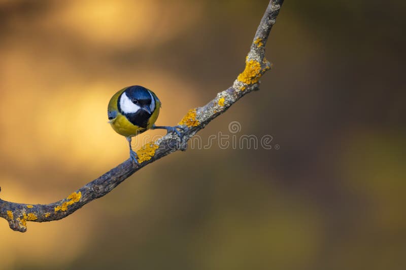 A Lovely Titmouse. Nature Background. Great Tit. Parus Major. Stock ...