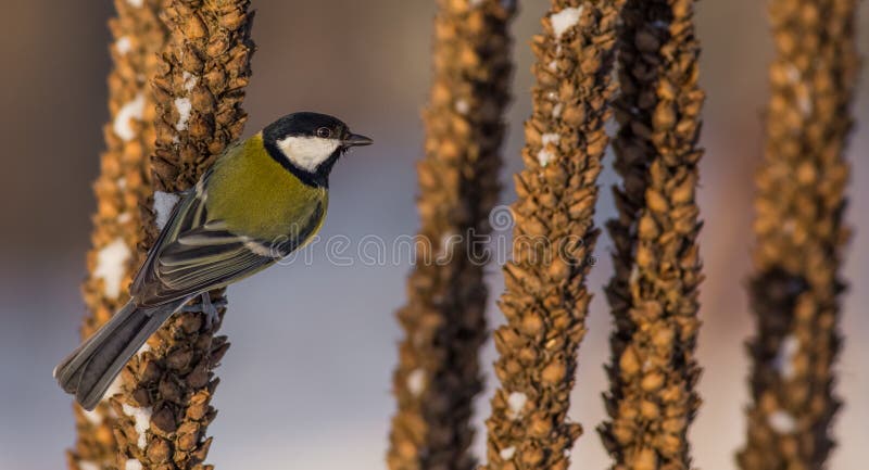 Great Tit - Parus major stock photo. Image of beak, winter - 82185178