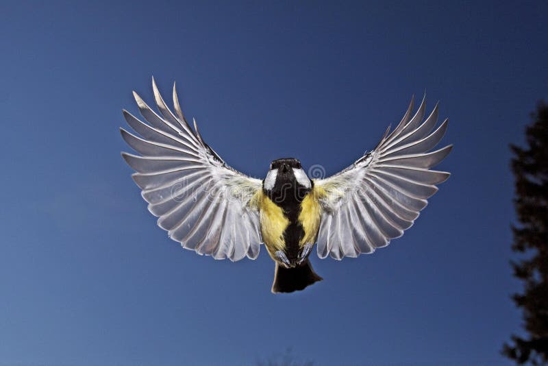 Great Tit, Parus Major, Male in Flight, Normandy Stock Image - Image of ...