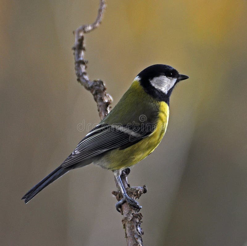 The Great Tit, Parus Major on Old Branch Stock Image - Image of great ...