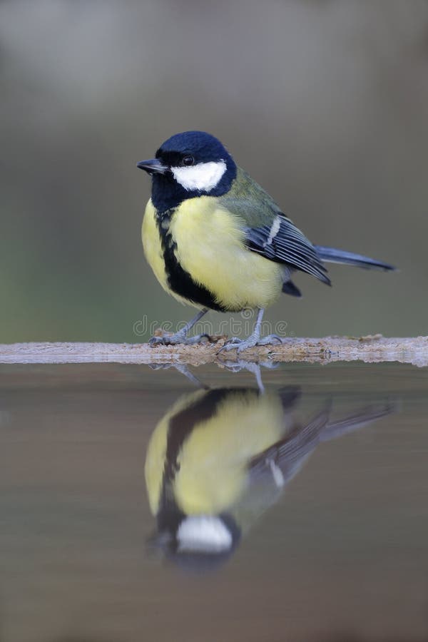 Great tit, Parus major stock photo. Image of wood, wildlife - 36622012