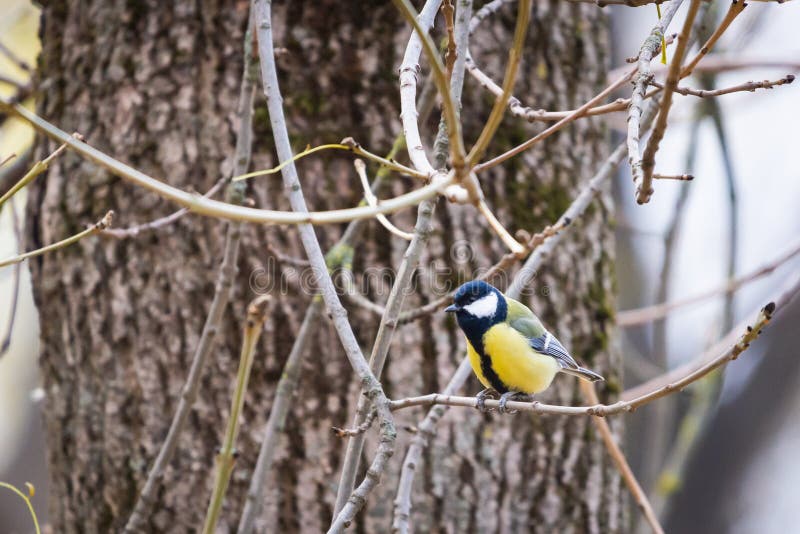 The Great Tit, Parus Major, is Sitting in Color Environment of Wildlife ...
