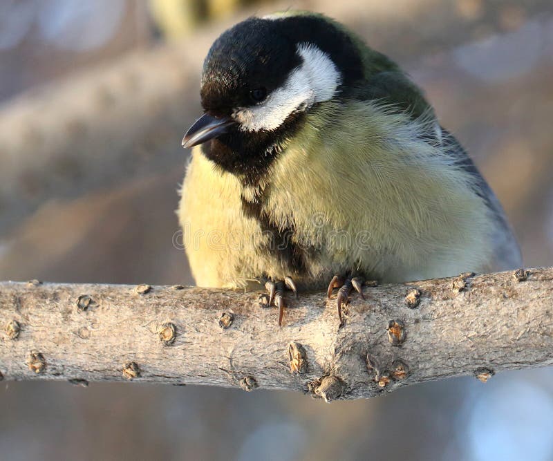 Great tit stock photo. Image of bird, birdy, good, contemplate - 49264926