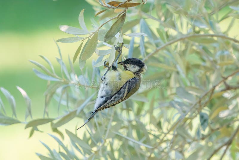 Great Tit. Small Bird Hanging on Tree Branches Stock Photo - Image of ...