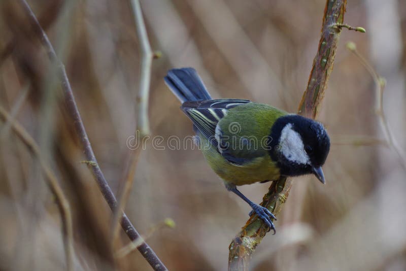 Great Tit Titmouse on a Branch Stock Image - Image of natural, garden ...