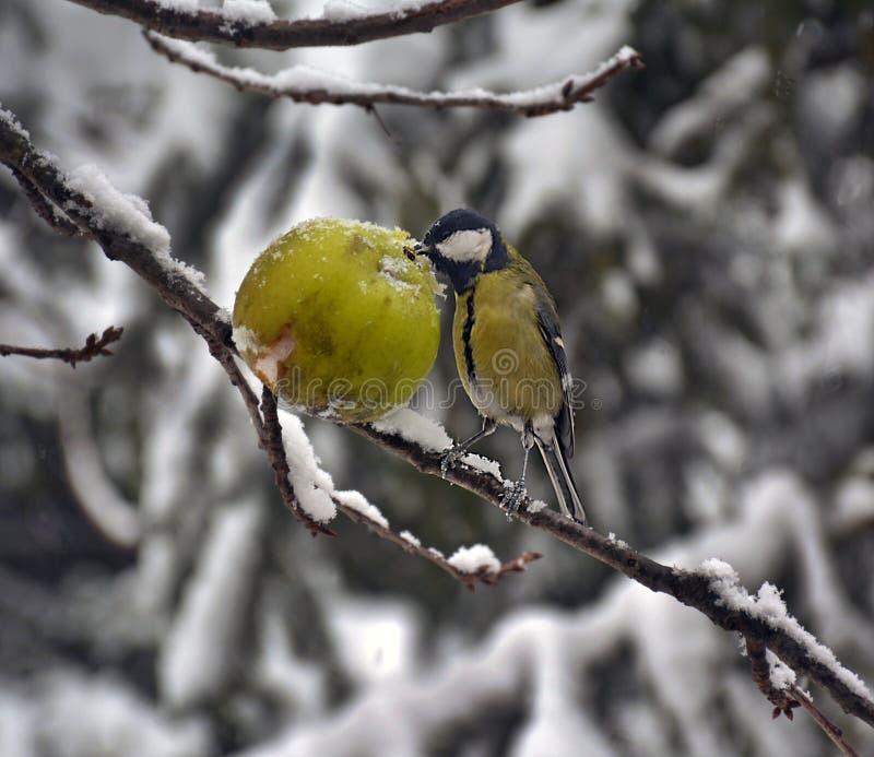 Great Tit on a Tree Branch is Picking an Apple at Winer Stock Image ...