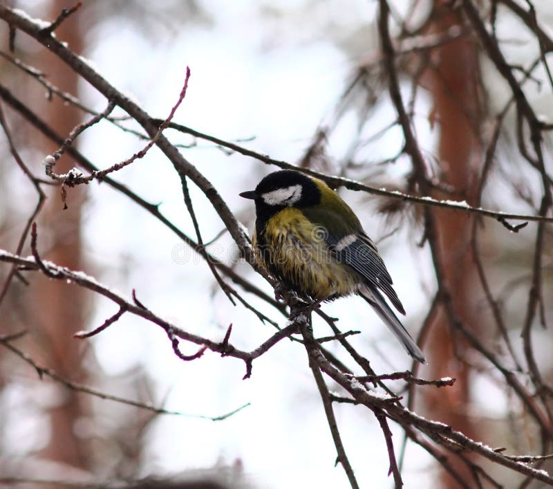 Great tit stock photo. Image of grasp, beak, good, berry - 52736416