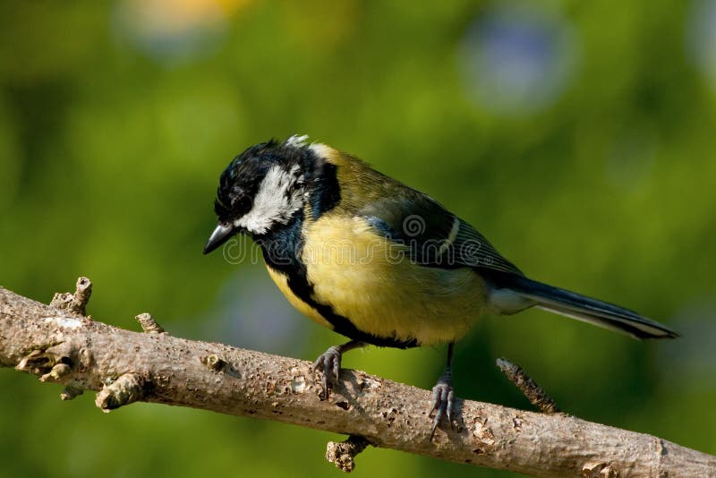 Titmouse - Great Tit stock photo. Image of wild, great - 51341984
