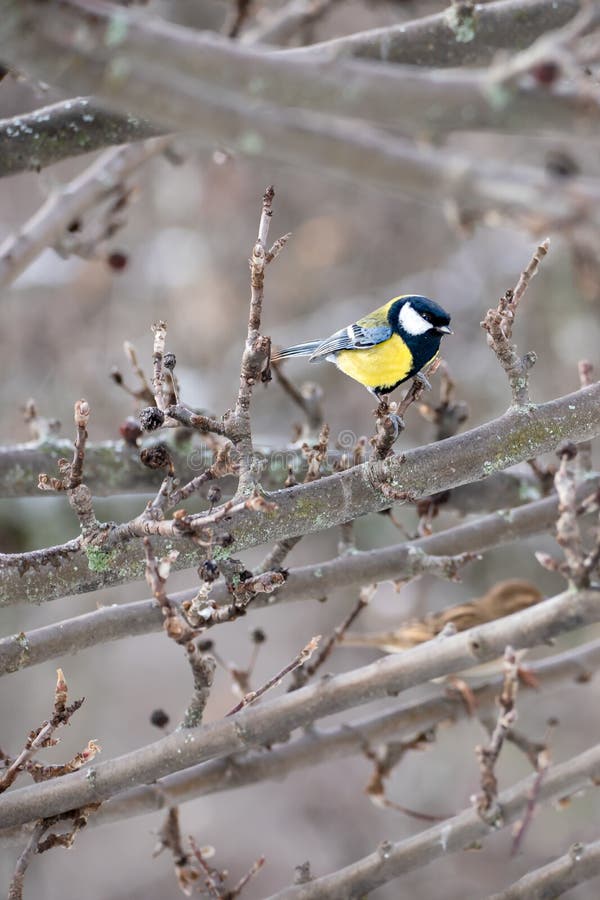 Great Titmouse on a branch stock image. Image of space - 226068589