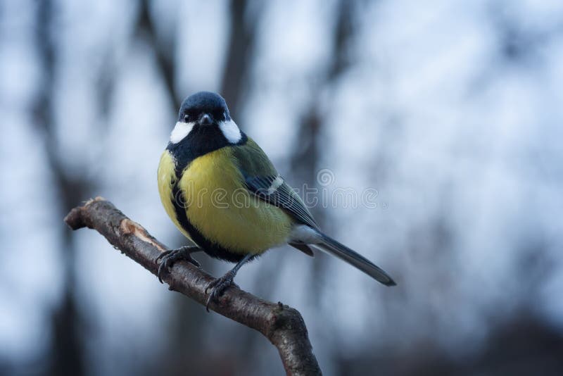 Great Titmouse (Parus Major) Stock Photo - Image of beauty, bird: 40033676