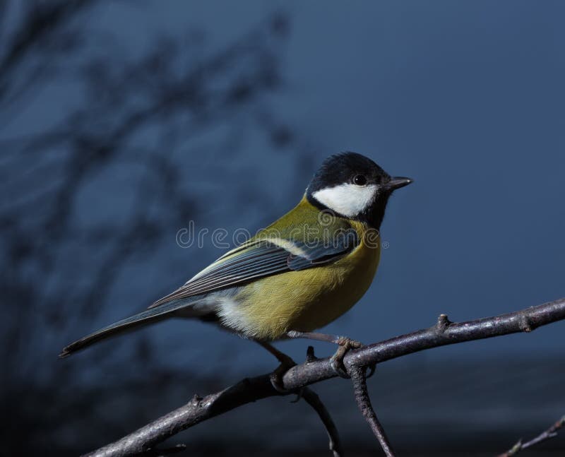 Great Titmouse (Parus Major) Stock Photo - Image of beauty, bird: 40033676