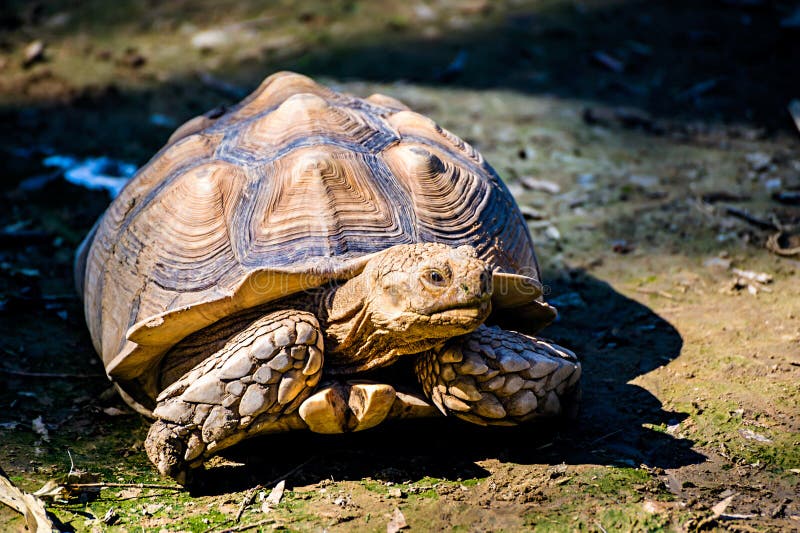 The great tortoise stock image. Image of large, slow - 36400513